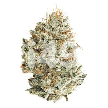 i49 Genetics: GG4 formerly Original Glue Feminized | Leafly