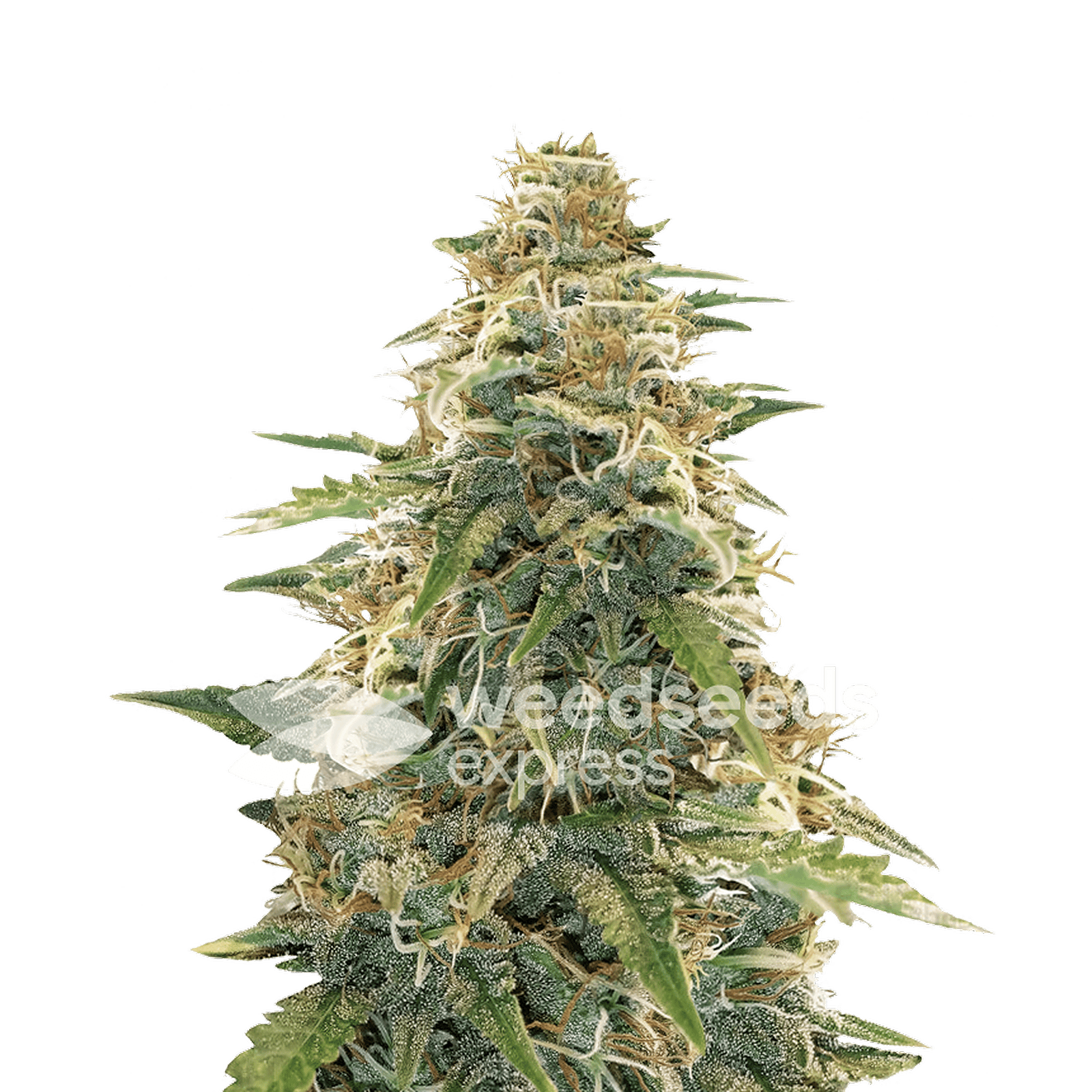 Weedseedsexpress: Apple Fritter autoflower seeds | Leafly