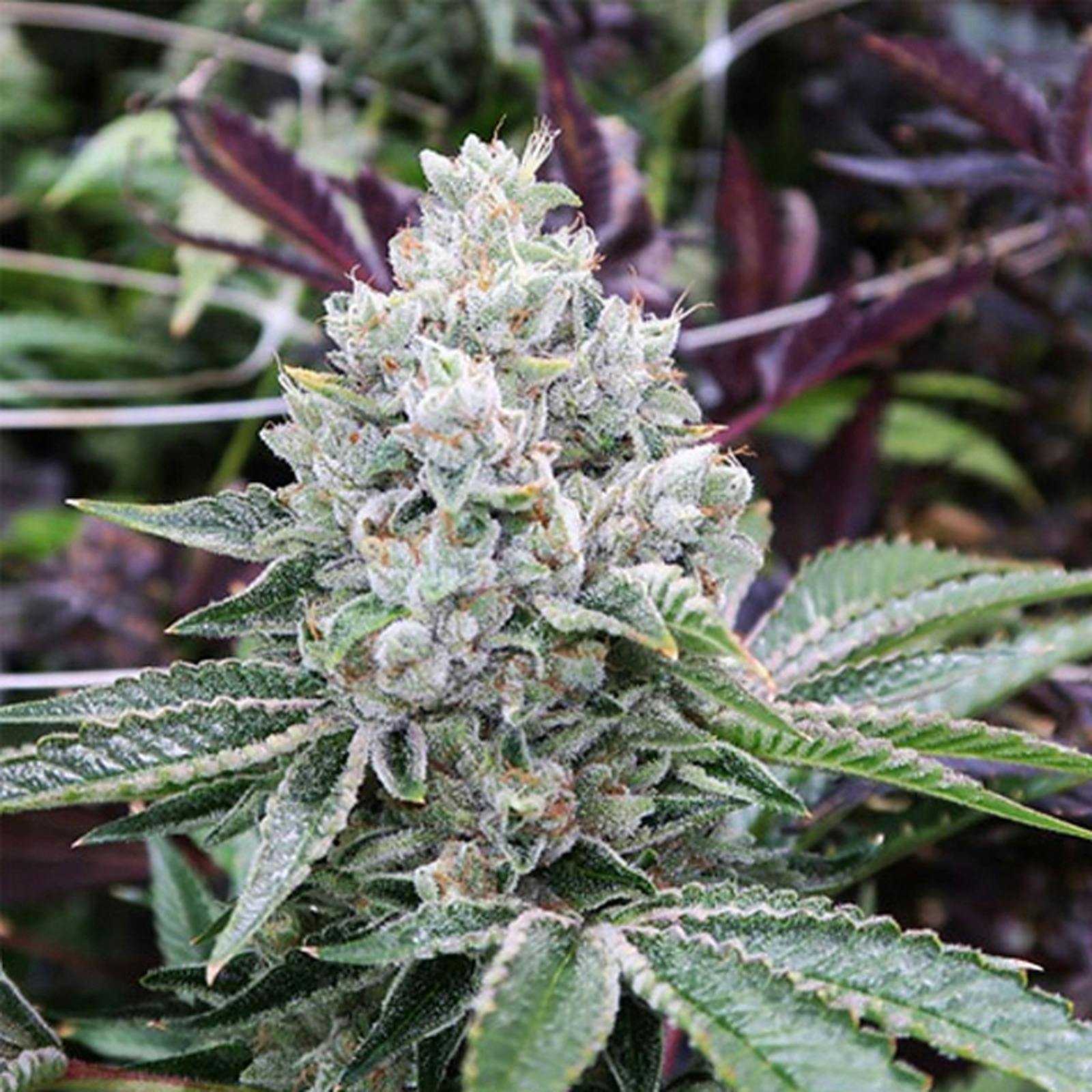 Marijuana Clones Online: Do Si Dos Clones | Leafly