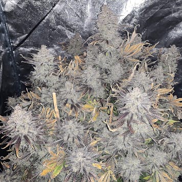 Fast Buds Autoflowering Cannabis Seeds: Mimosa Cake Auto | Fast Buds ...