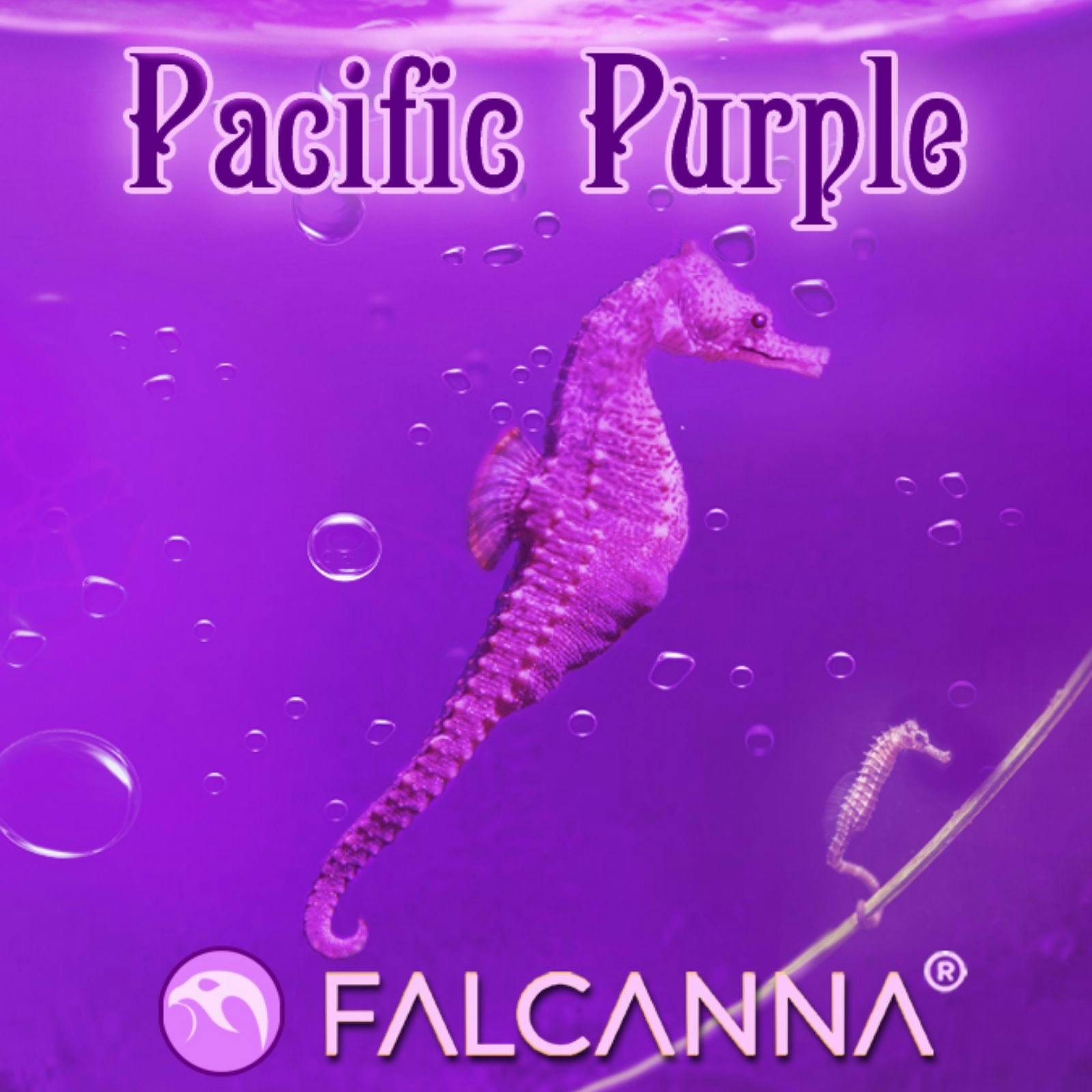 Falcanna: Pacific Purple | Leafly