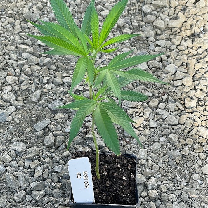 Sun Clone: Moby Dick Clone | Leafly