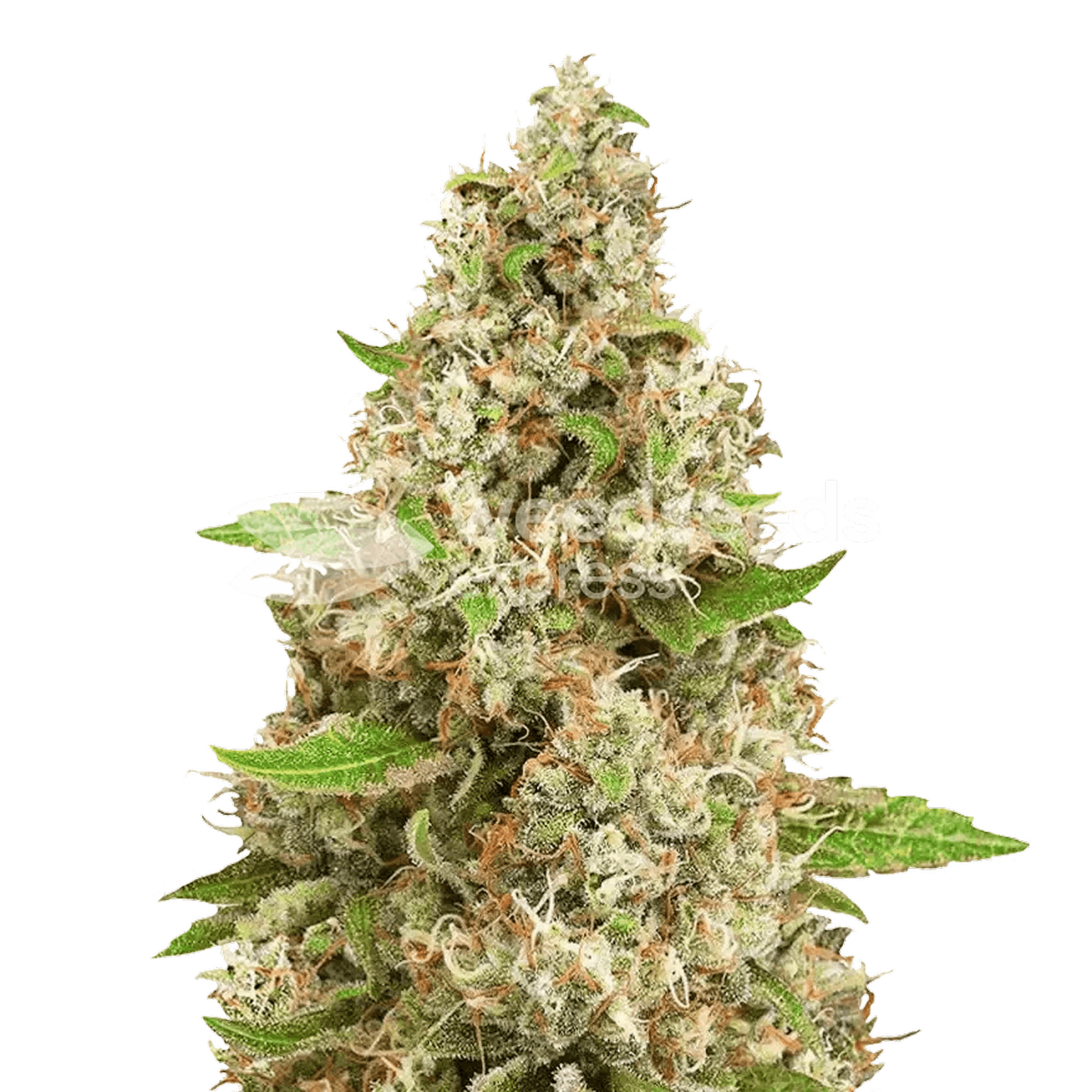 Weedseedsexpress: Triangle Kush feminized seeds | Leafly