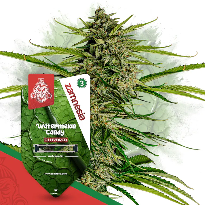 Zamnesia: Watermelon Candy F1 Automatic by Zamnesia Seeds | Leafly