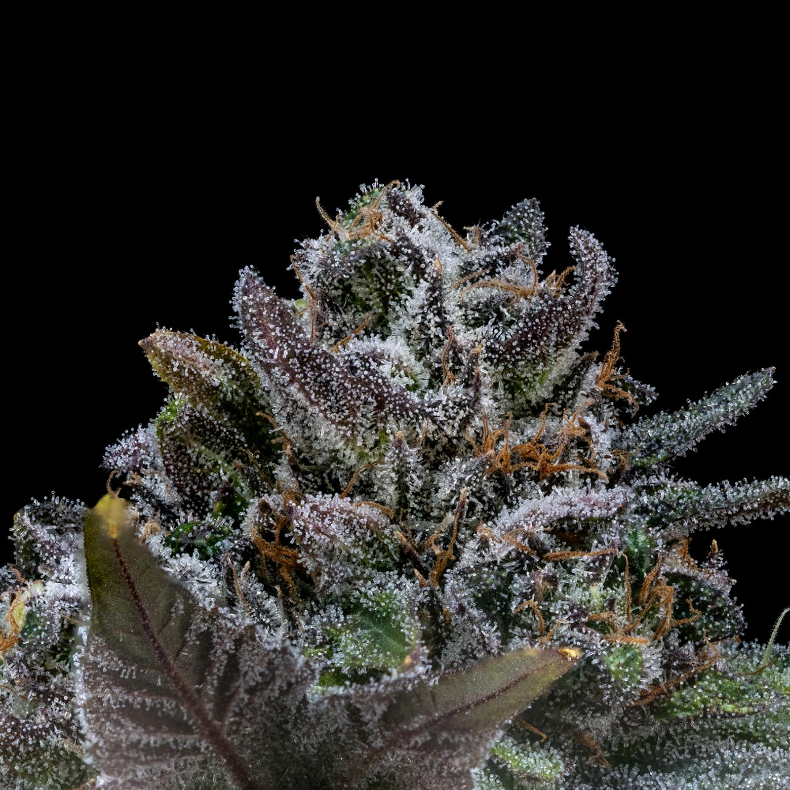 FloraCal Farms: White Runtz | Hybrid Flower [3.5g] | Leafly
