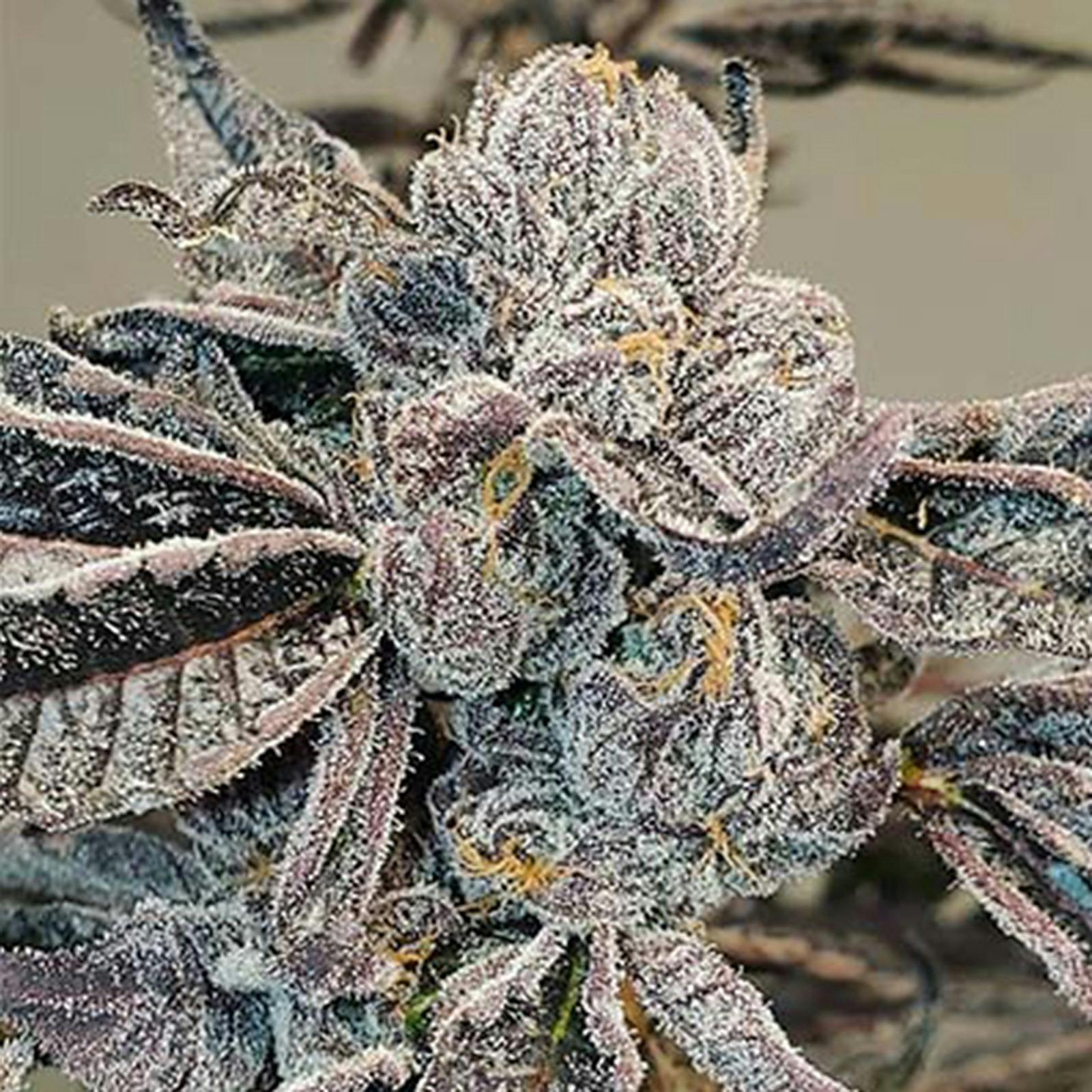 Marijuana Clones Online: Runtz Seeds | Feminized | Leafly