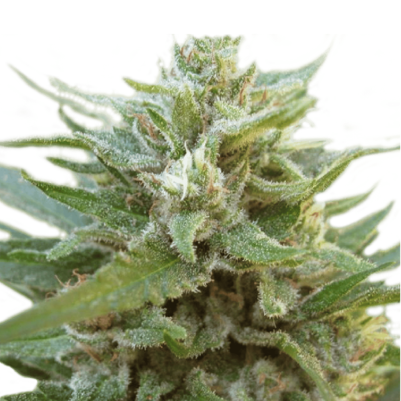 Variety Of Cannabis: OG Kush Auto | Leafly