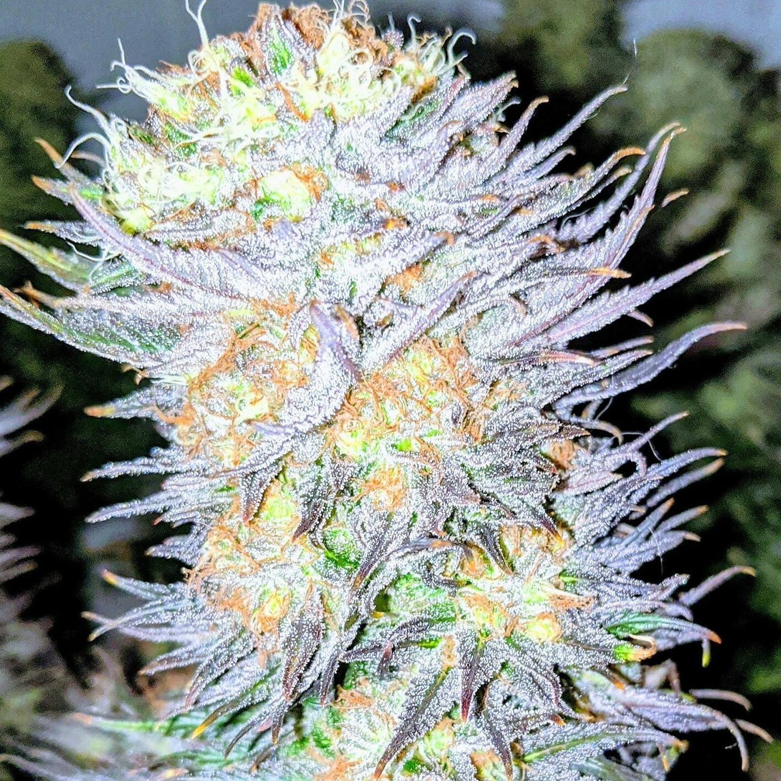 NukeHeads: Alaskan Thunder Fuck Fem Seeds | Leafly