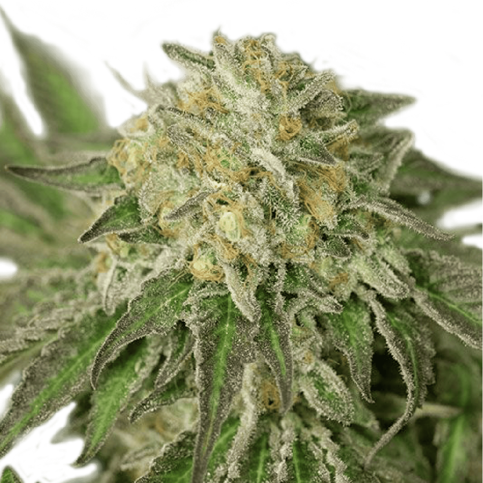 Variety Of Cannabis: Sour Diesel | Leafly