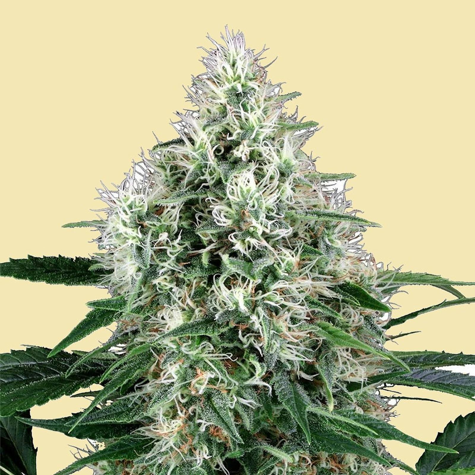The Seed Connect: AUTO GODZILLA CAKE AUTOFLOWERING SEEDS | Leafly