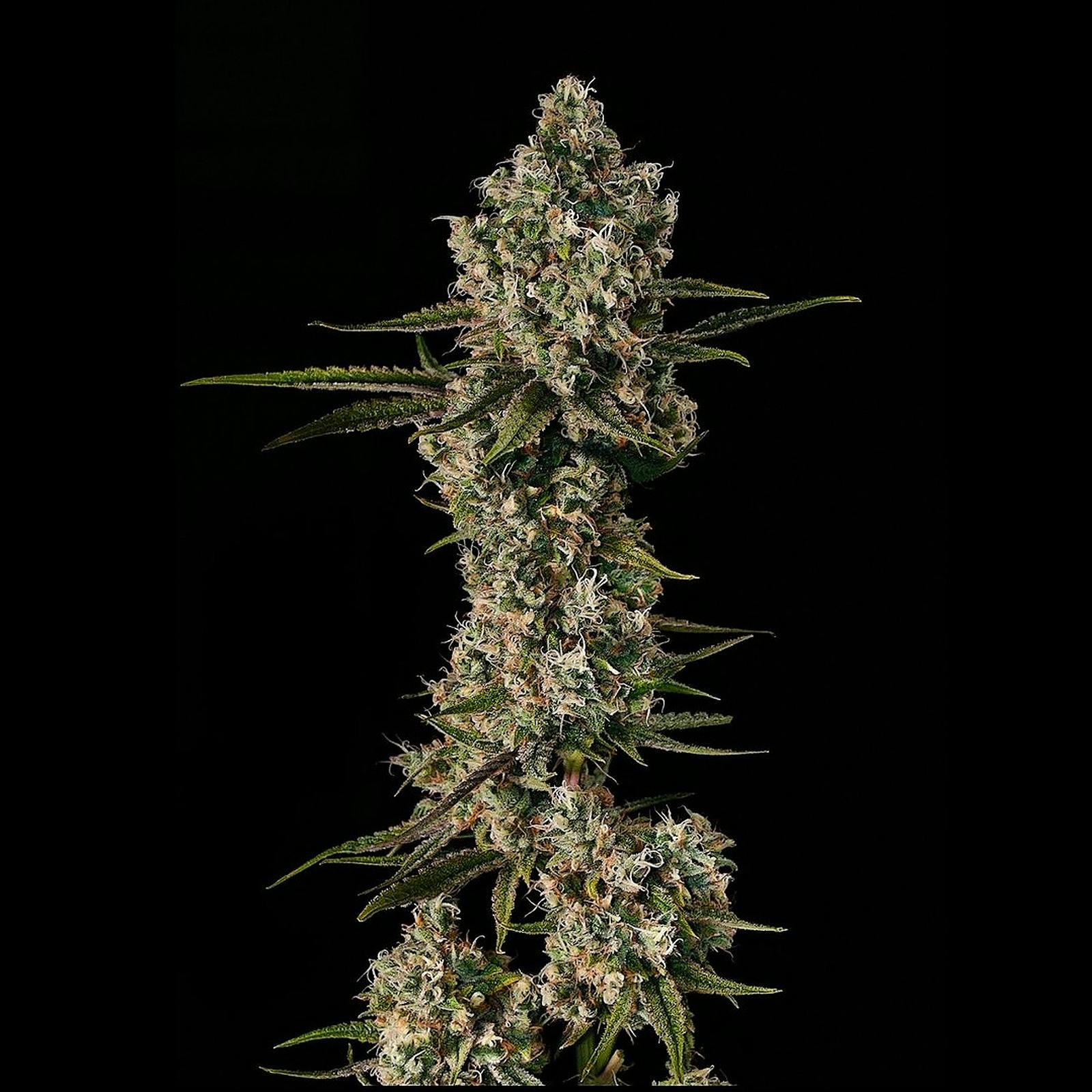 Oregon Roots: 9 Pound Hammer | Leafly