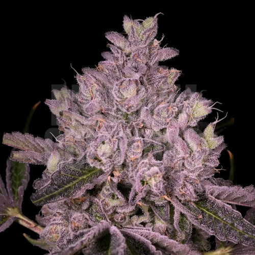 Premium Cultivars: Slapz | Leafly