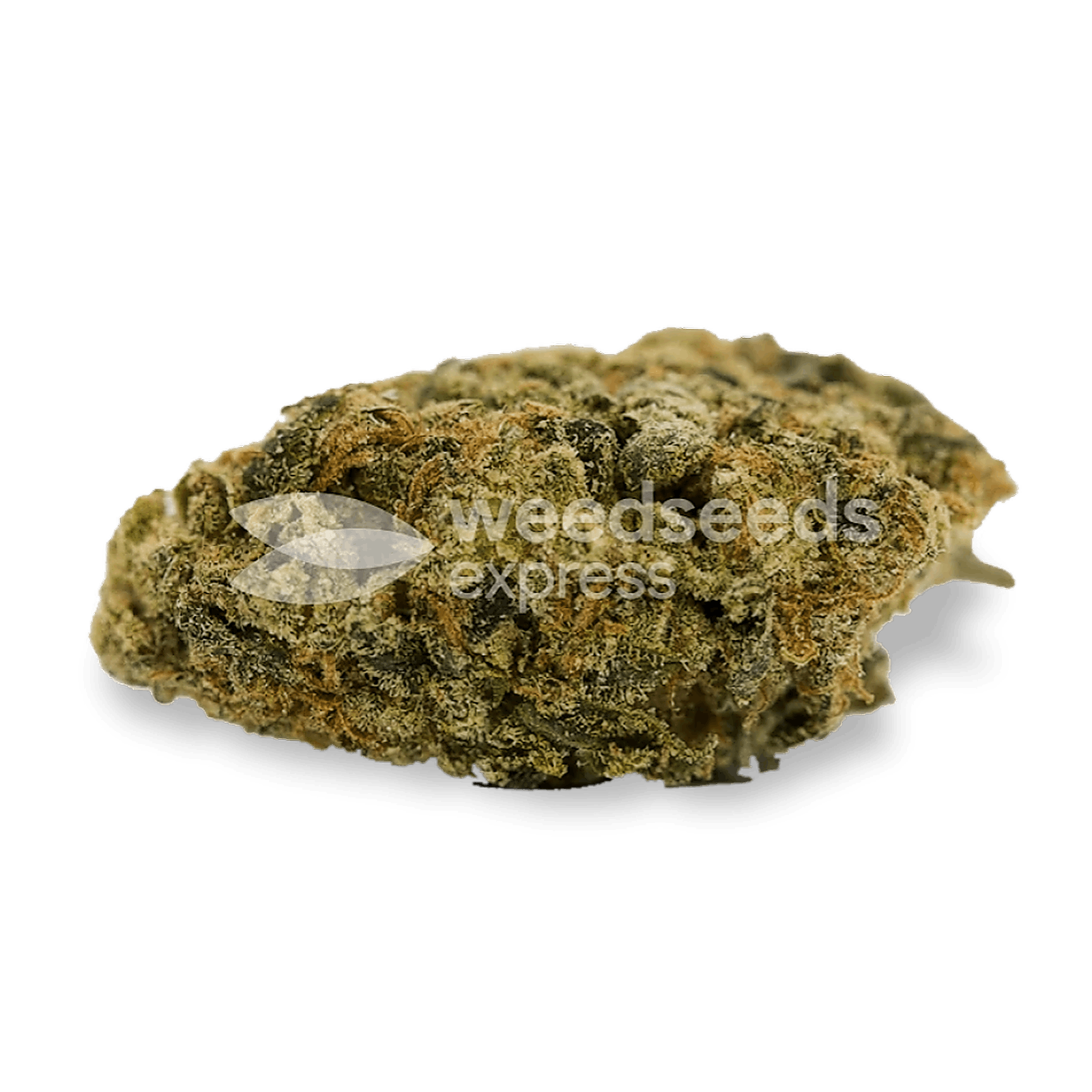 Weedseedsexpress: Super Lemon Haze autoflower seeds | Leafly