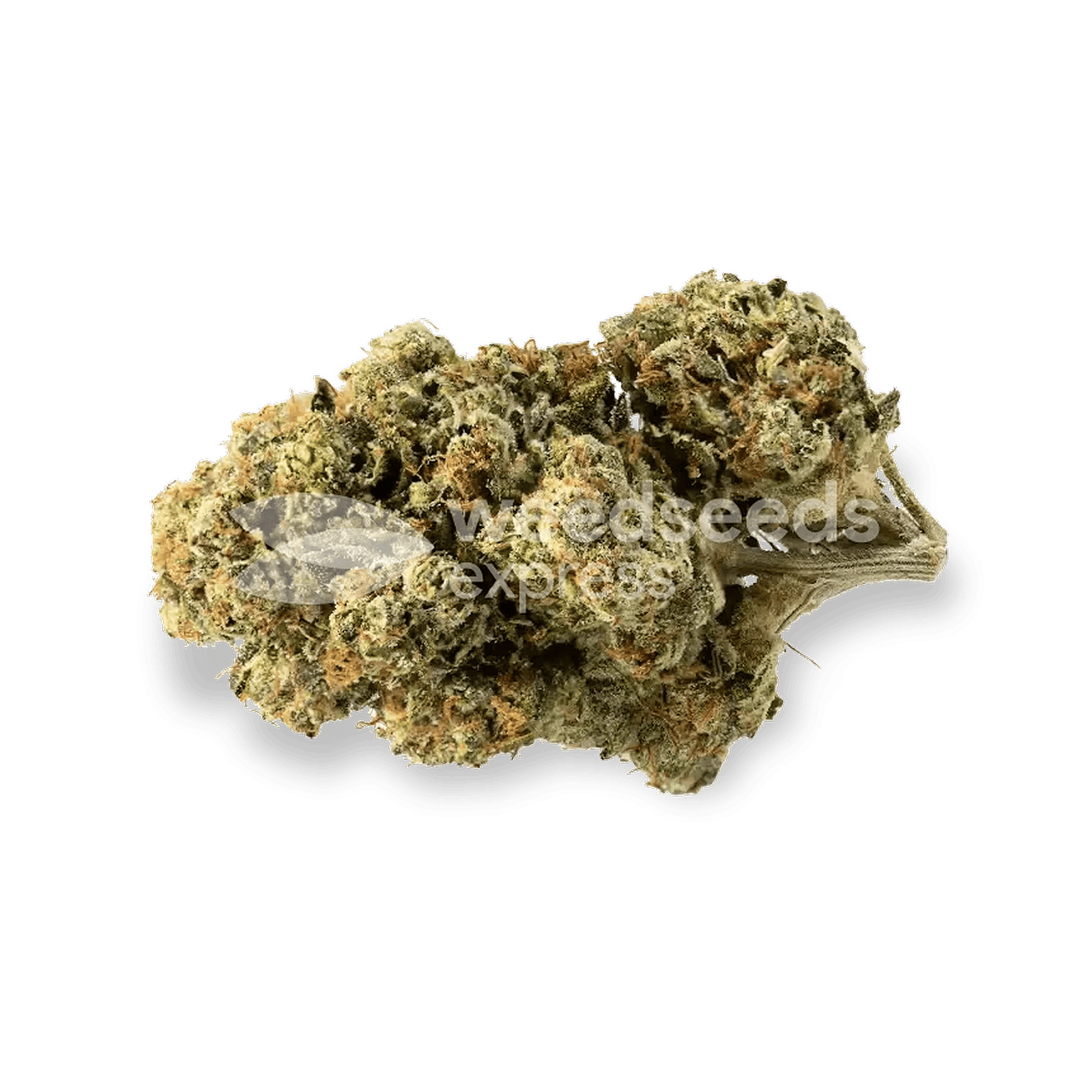 Weedseedsexpress: Triangle Kush autoflower seeds | Leafly