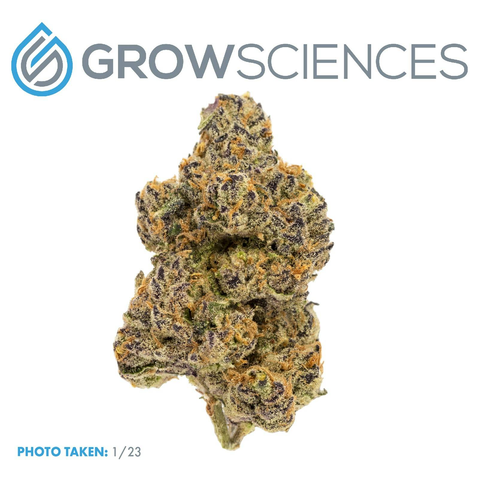 Grow Sciences: Sundae Driver x Gushers | Leafly