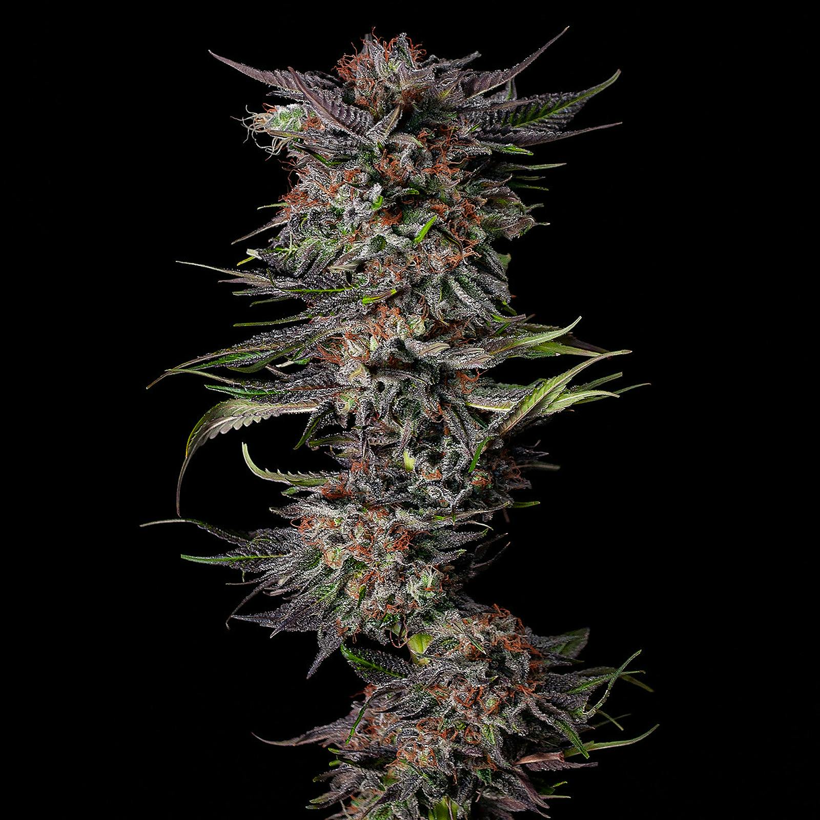 Oregon Roots: Cherry OG | Leafly