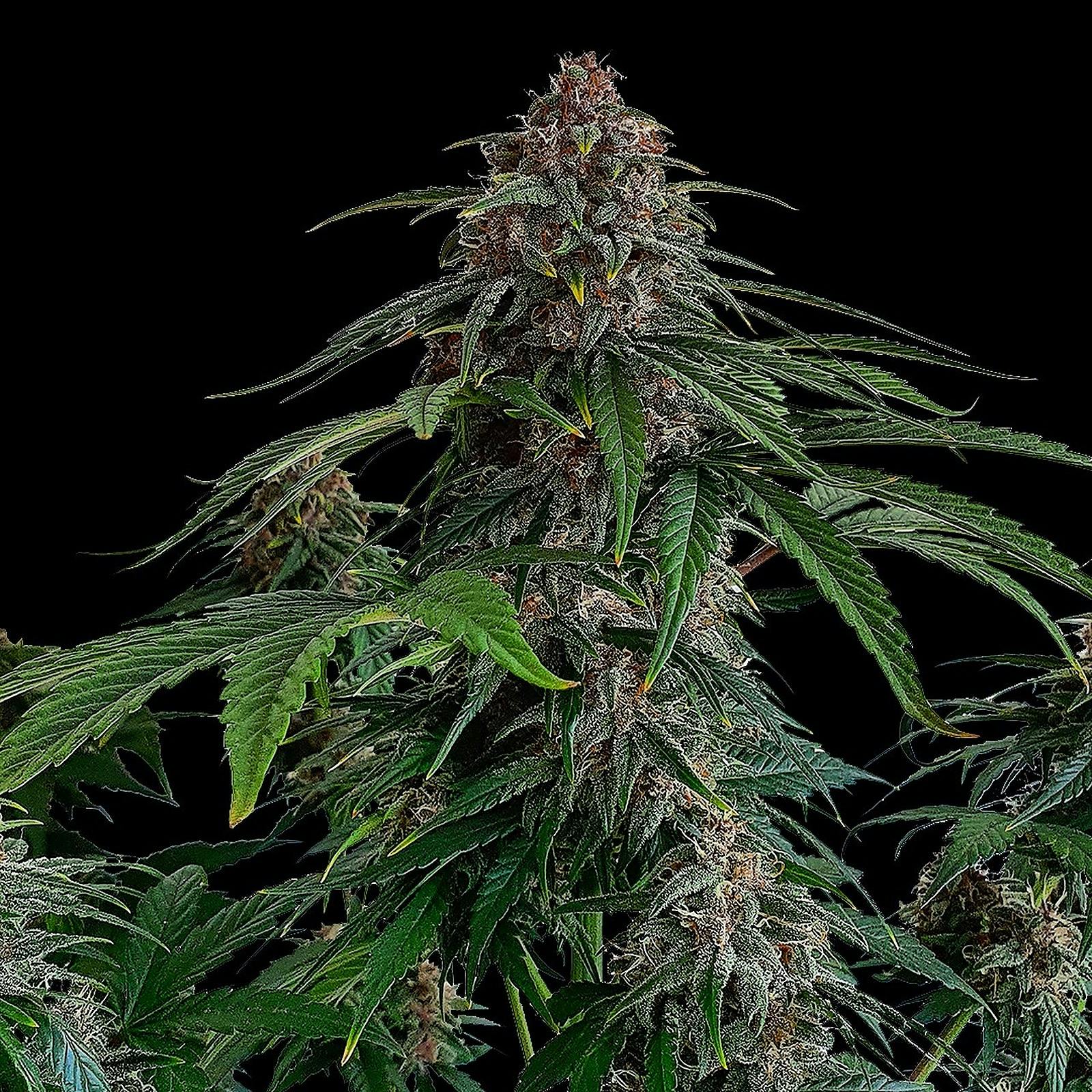 Fast Buds Autoflowering Cannabis Seeds: Banana Purple Punch Auto | Fast ...