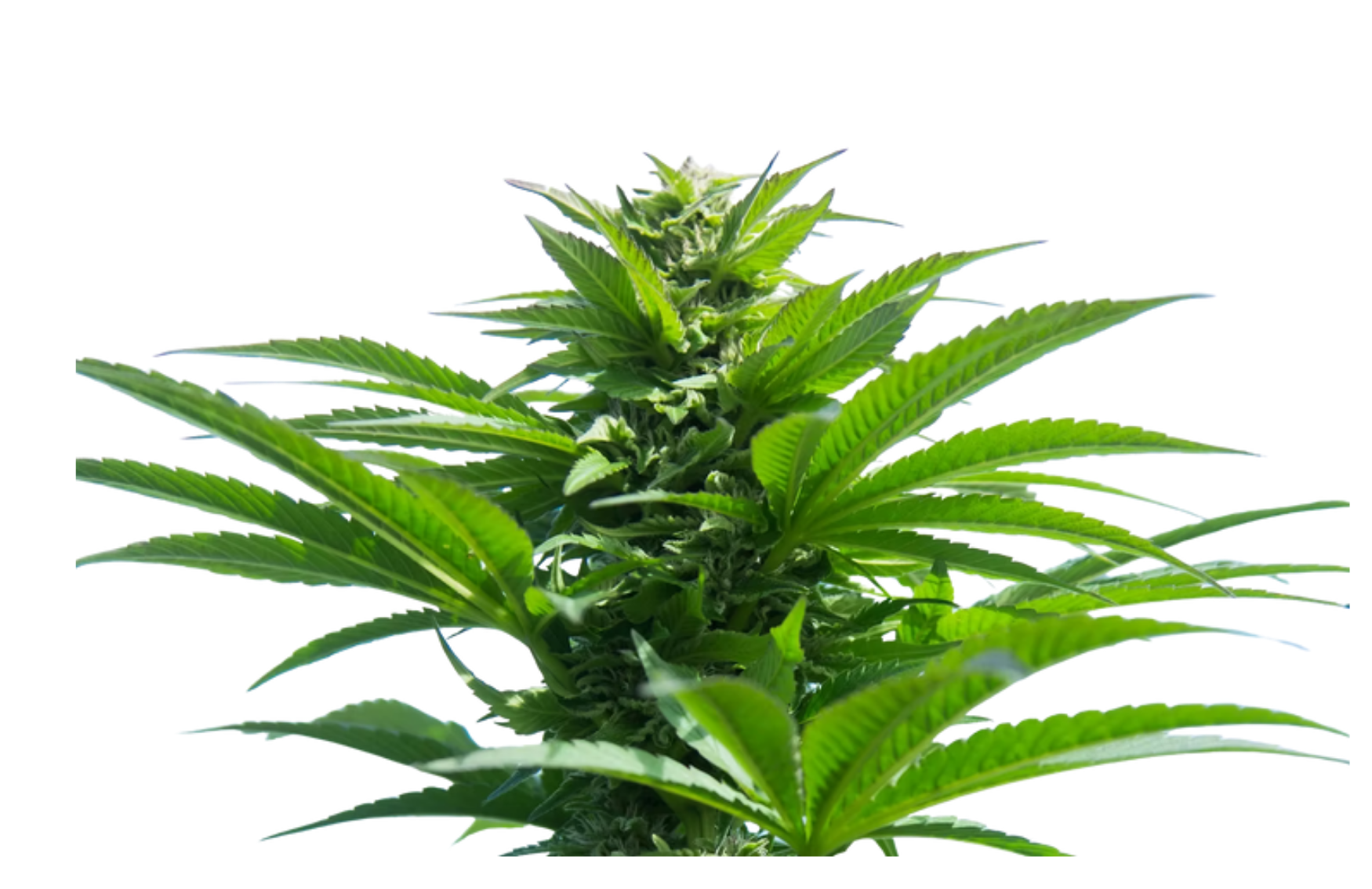 Gluerangutan aka Harambe BX Weed Strain Information | Leafly
