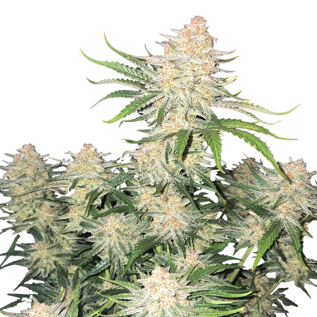 Frostbanger Auto Weed Strain Information | Leafly
