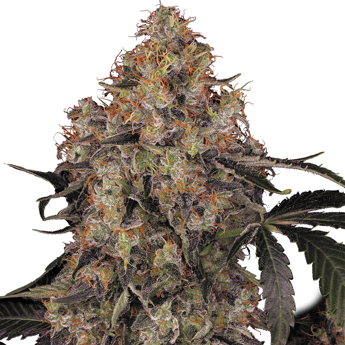 Blue Kush Berry Weed Strain Information | Leafly