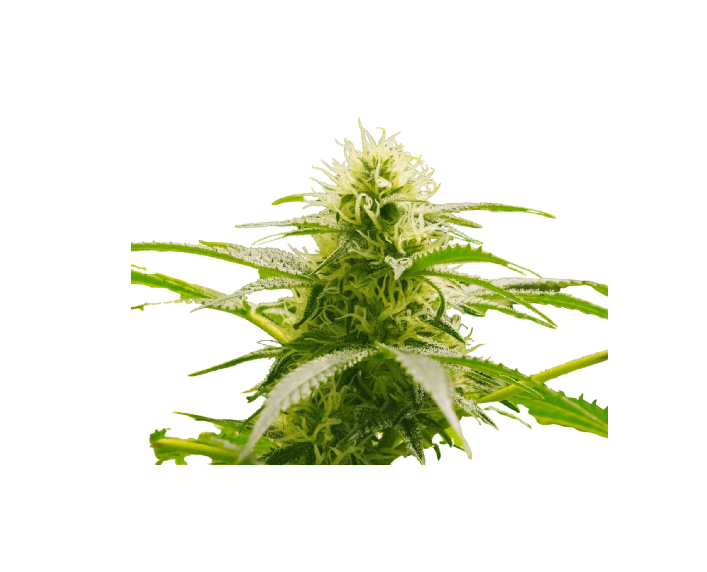 Mango Cake Weed Strain Information | Leafly