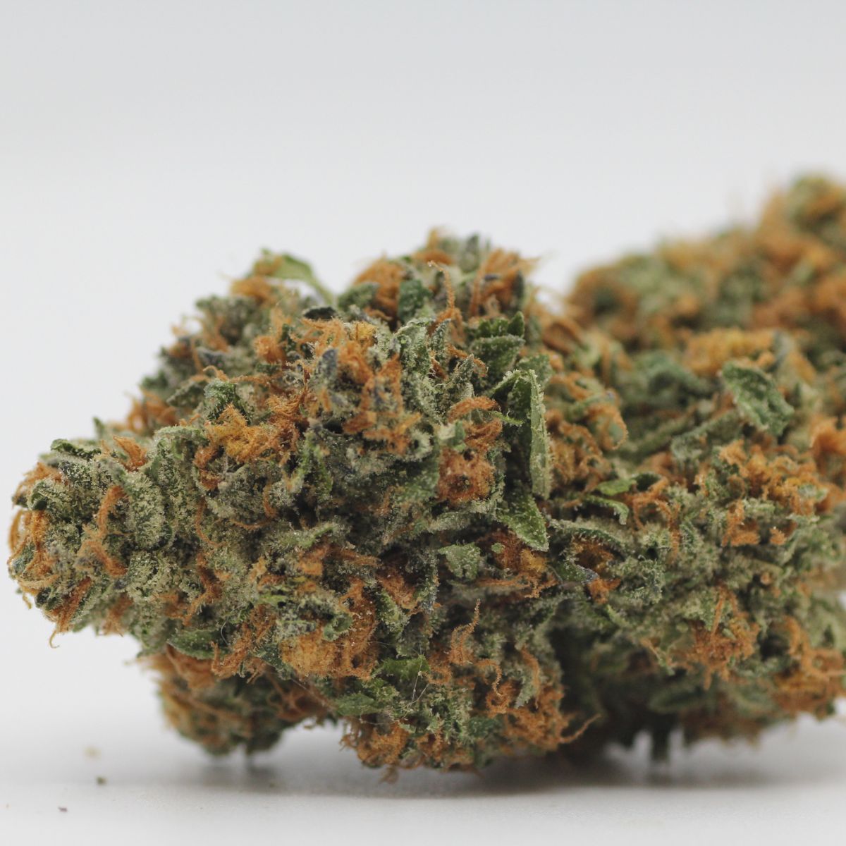 Orange Zottzz Weed Strain Information | Leafly