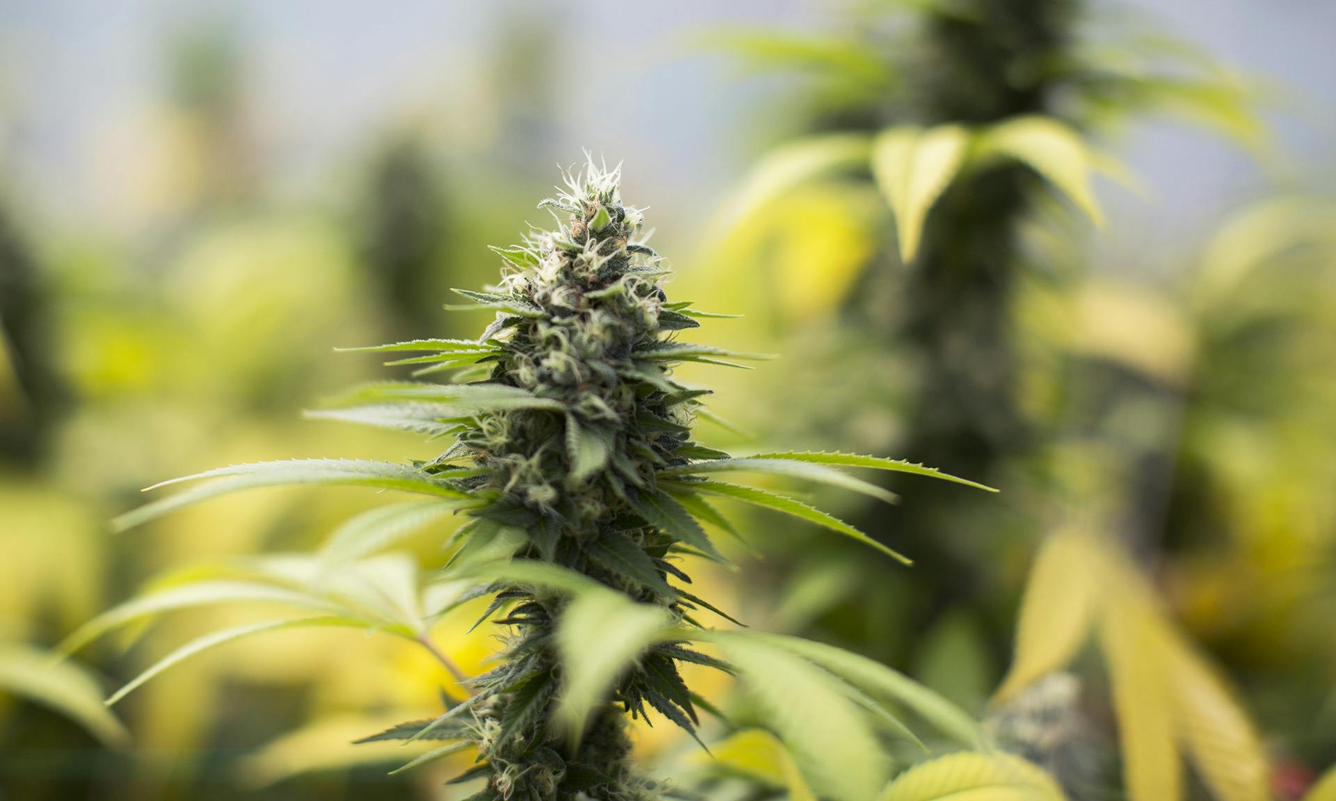 San Juan Strains: Alien Blue | Leafly