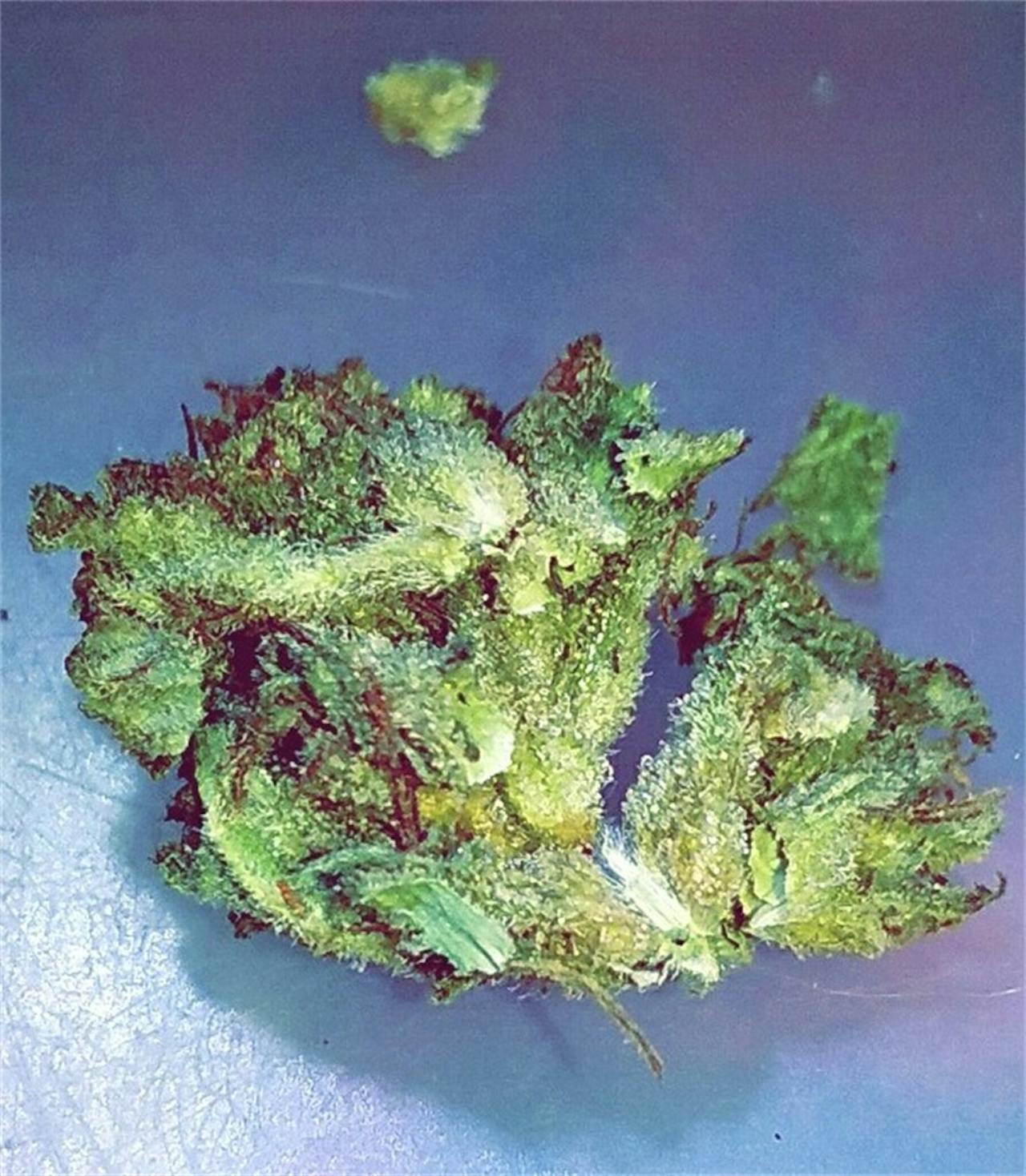 Photos of 98 Aloha White Widow Weed Strain Buds | Leafly