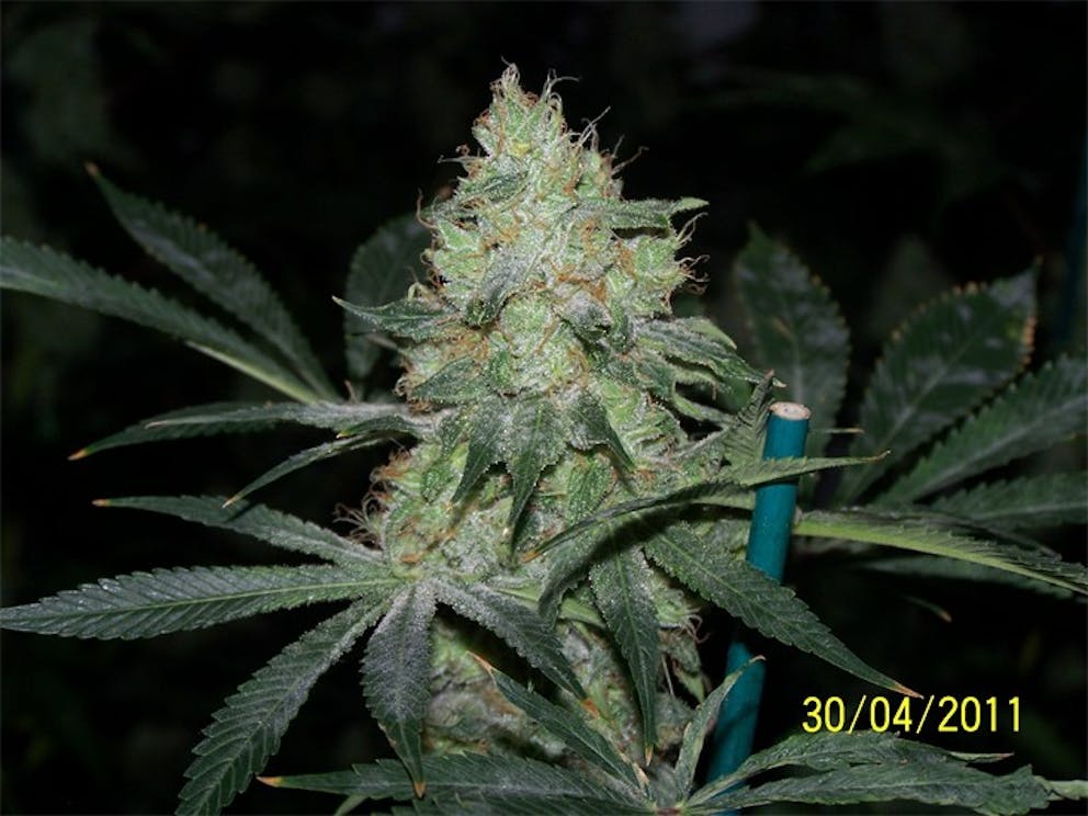 Photos of Hawaiian Snow Weed Strain Buds | Leafly