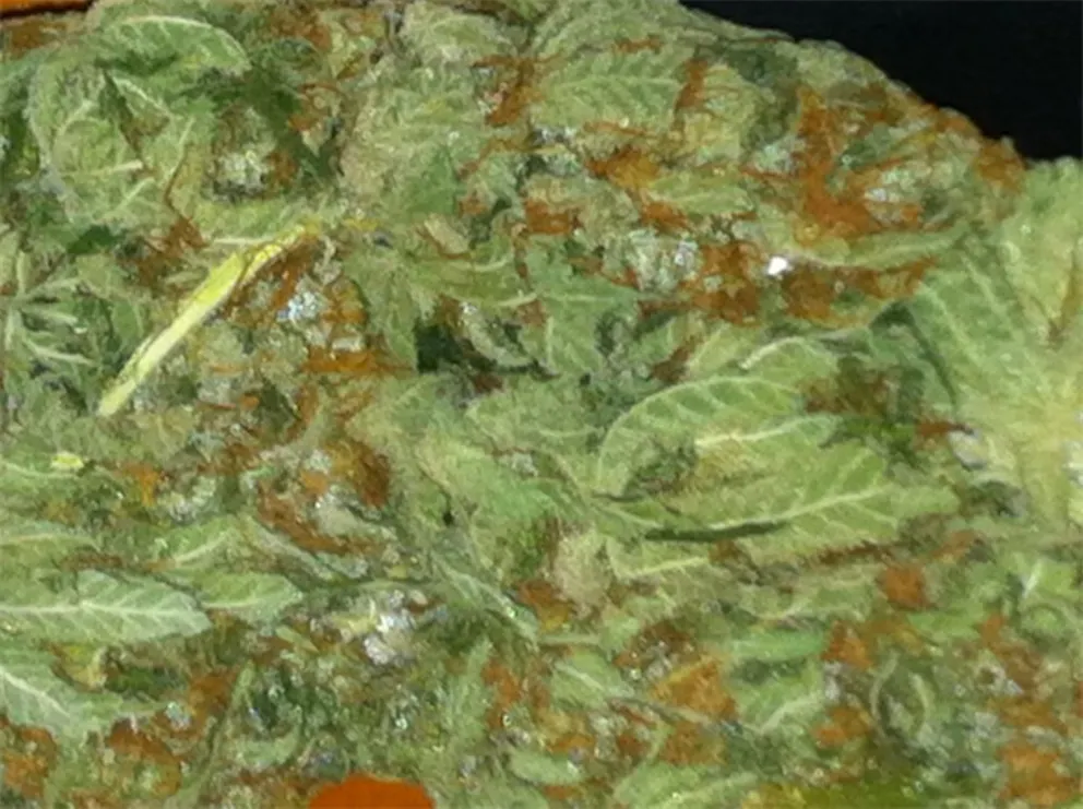 Photos of Mazar I Sharif Weed Strain Buds | Leafly