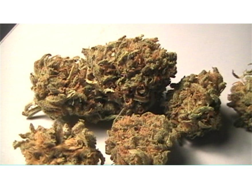 Photos of Panama Red Weed Strain Buds | Leafly