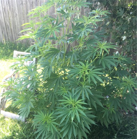 A-Dub Weed Strain Information | Leafly