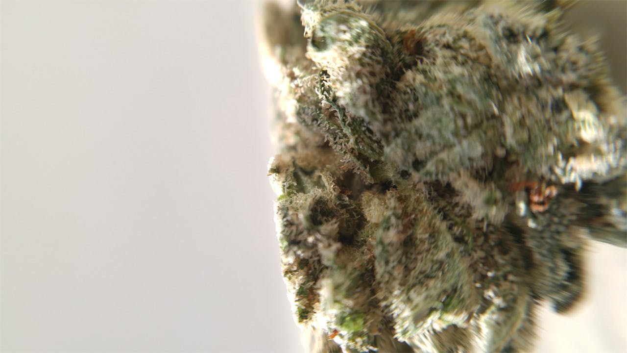 Afghan Haze Weed Strain Information | Leafly