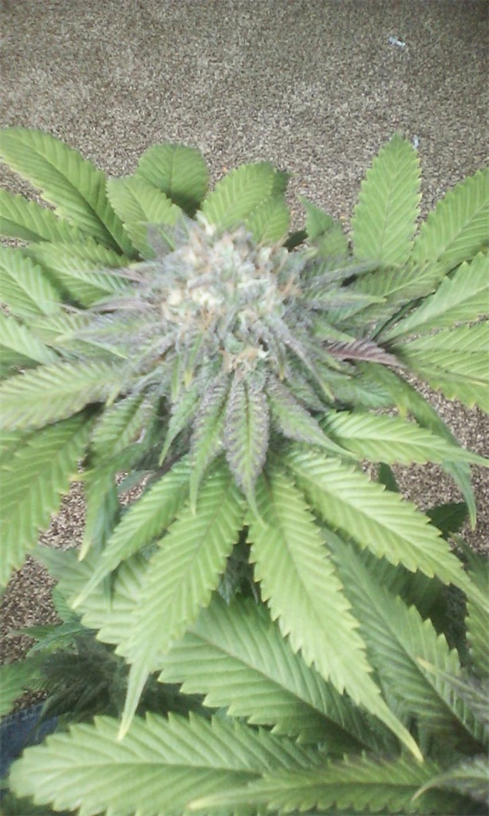 Photos of Afgoo Weed Strain Buds | Leafly