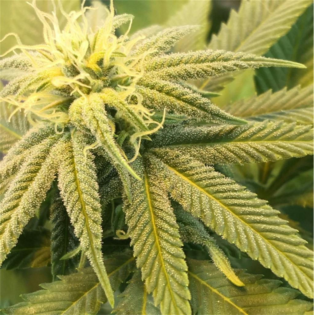 Afgoo aka Afghan Goo, Afgooey Weed Strain Information | Leafly