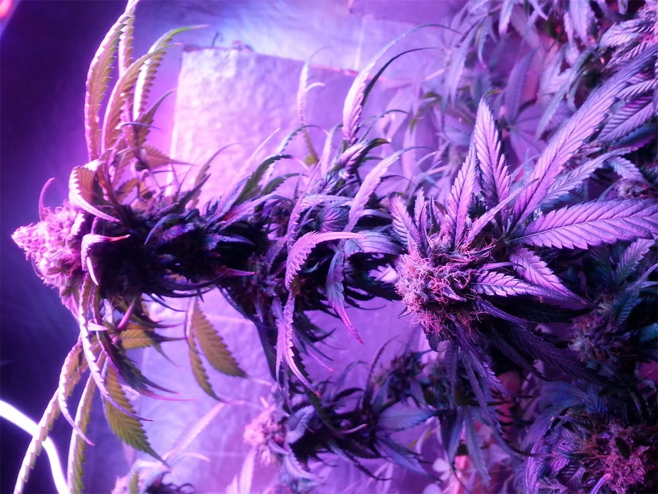 Agent Tangie Weed Strain Information | Leafly