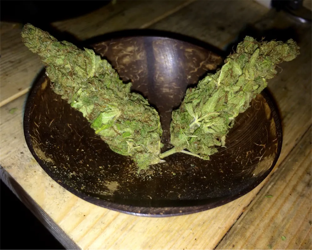 Photos of Alaska Weed Strain Buds | Leafly