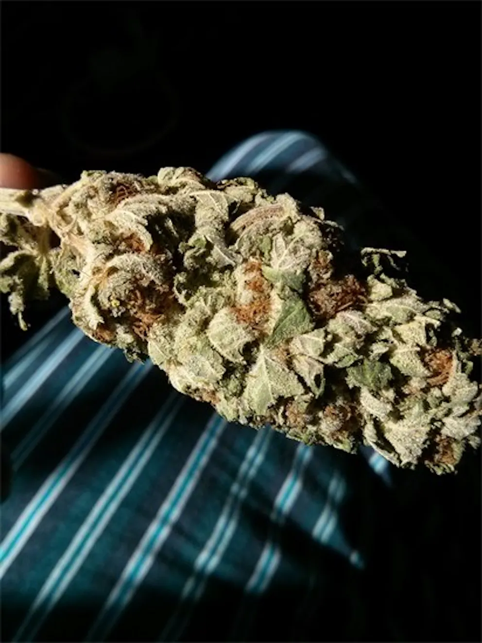 Photos of Ambrosia Weed Strain Buds | Leafly