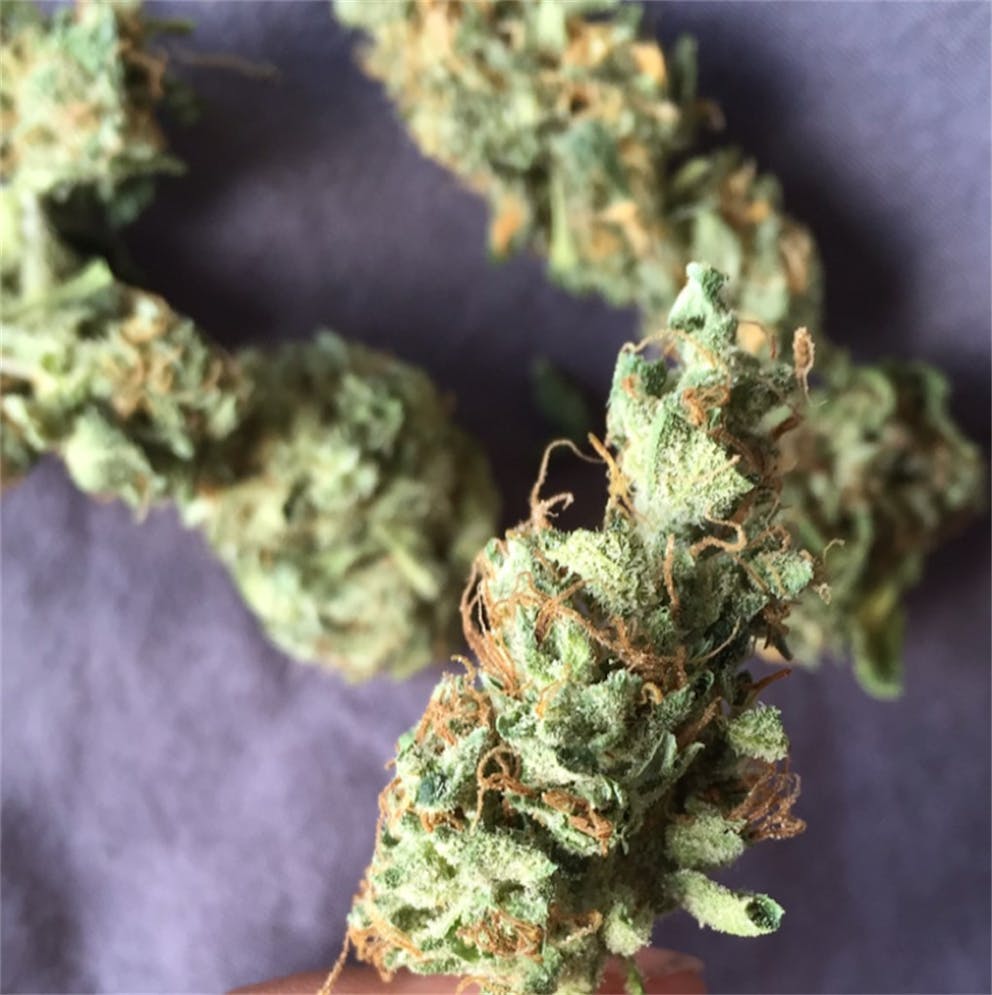 Photos of Amnesia Haze Weed Strain Buds | Leafly