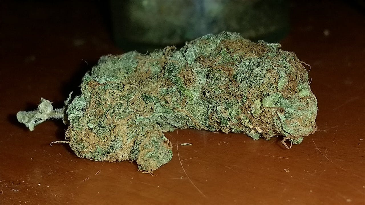 Photos of Amnesia Weed Strain Buds | Leafly