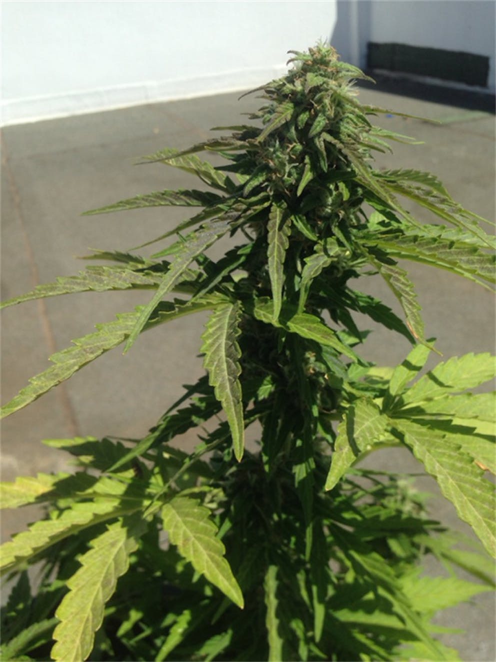 Photos of Anesthesia Weed Strain Buds | Leafly