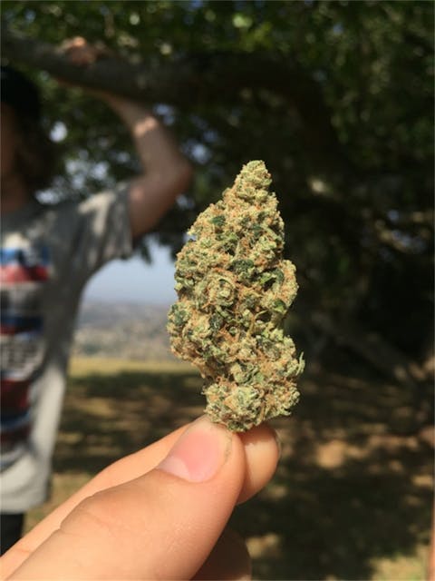 Arctic Sun Weed Strain Information | Leafly