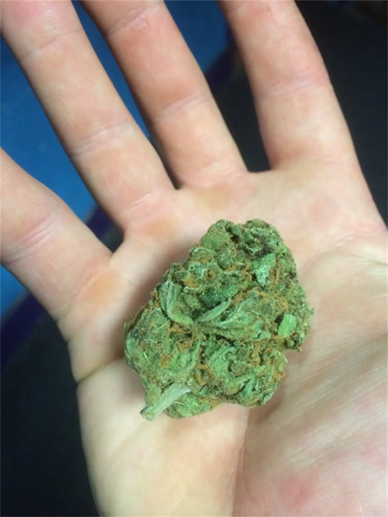 Photos of Arjan's Ultra Haze #1 Weed Strain Buds | Leafly