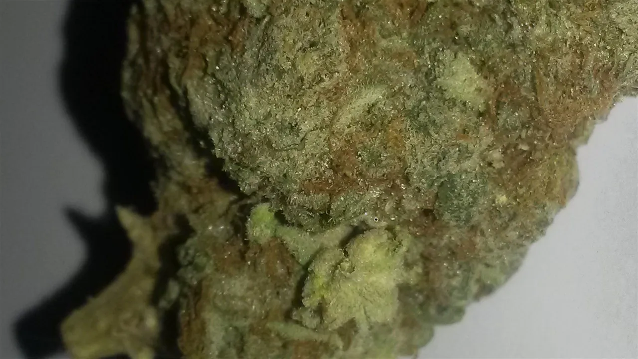 Photos of Banana Kush Weed Strain Buds | Leafly