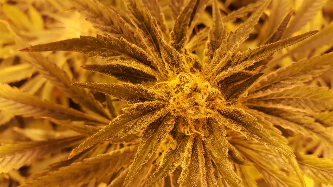 Photos of Banana Kush Weed Strain Buds | Leafly