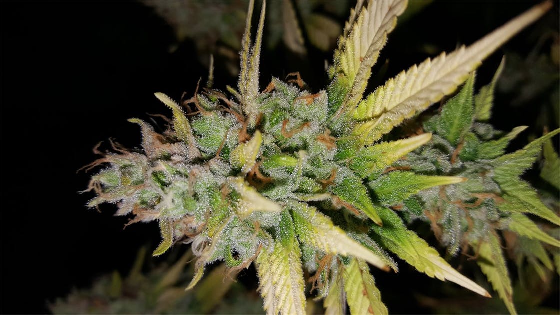 Photos of Bandana Weed Strain Buds | Leafly