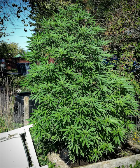 Barbara Bud Weed Strain Information | Leafly