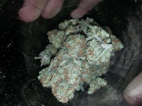 BC Big Bud Weed Strain Information | Leafly