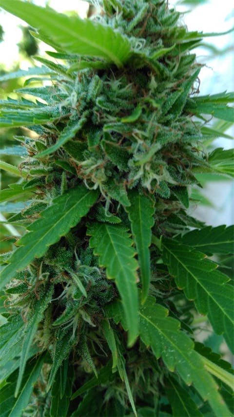 Berry Bomb Weed Strain Information | Leafly