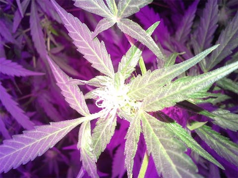 Big Bang Weed Strain Information | Leafly